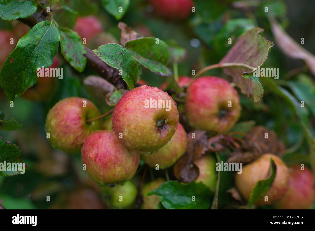 Organic red eating apples on an apple tree wet with water droplets from ...