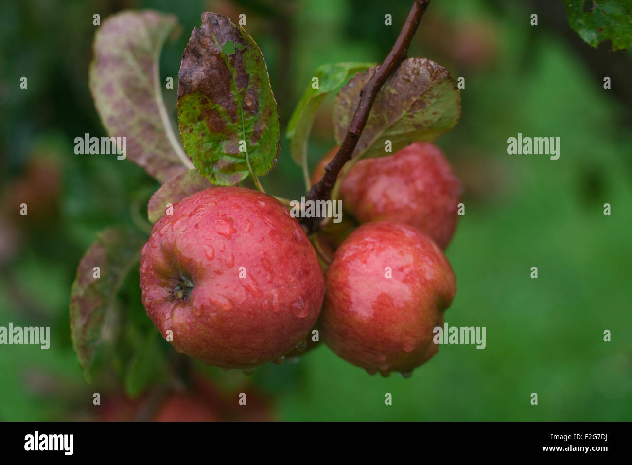 A trio of organic red eating apples on an apple tree wet with water ...