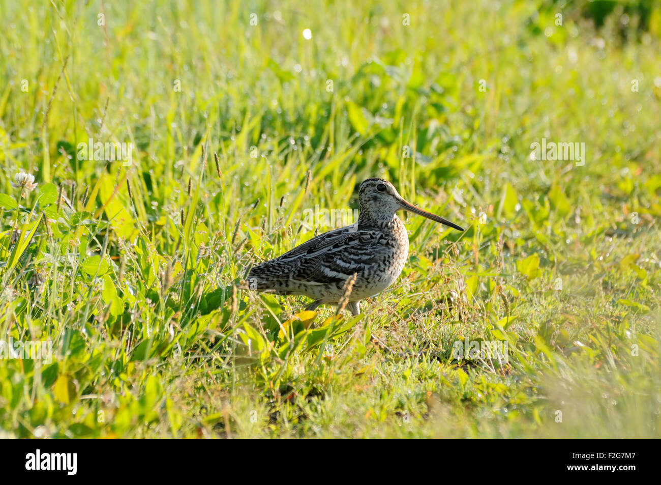Great snipe hi-res stock photography and images - Alamy