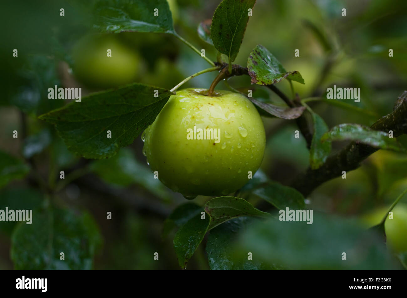 An organic green eating apple on an apple tree wet with water droplets ...
