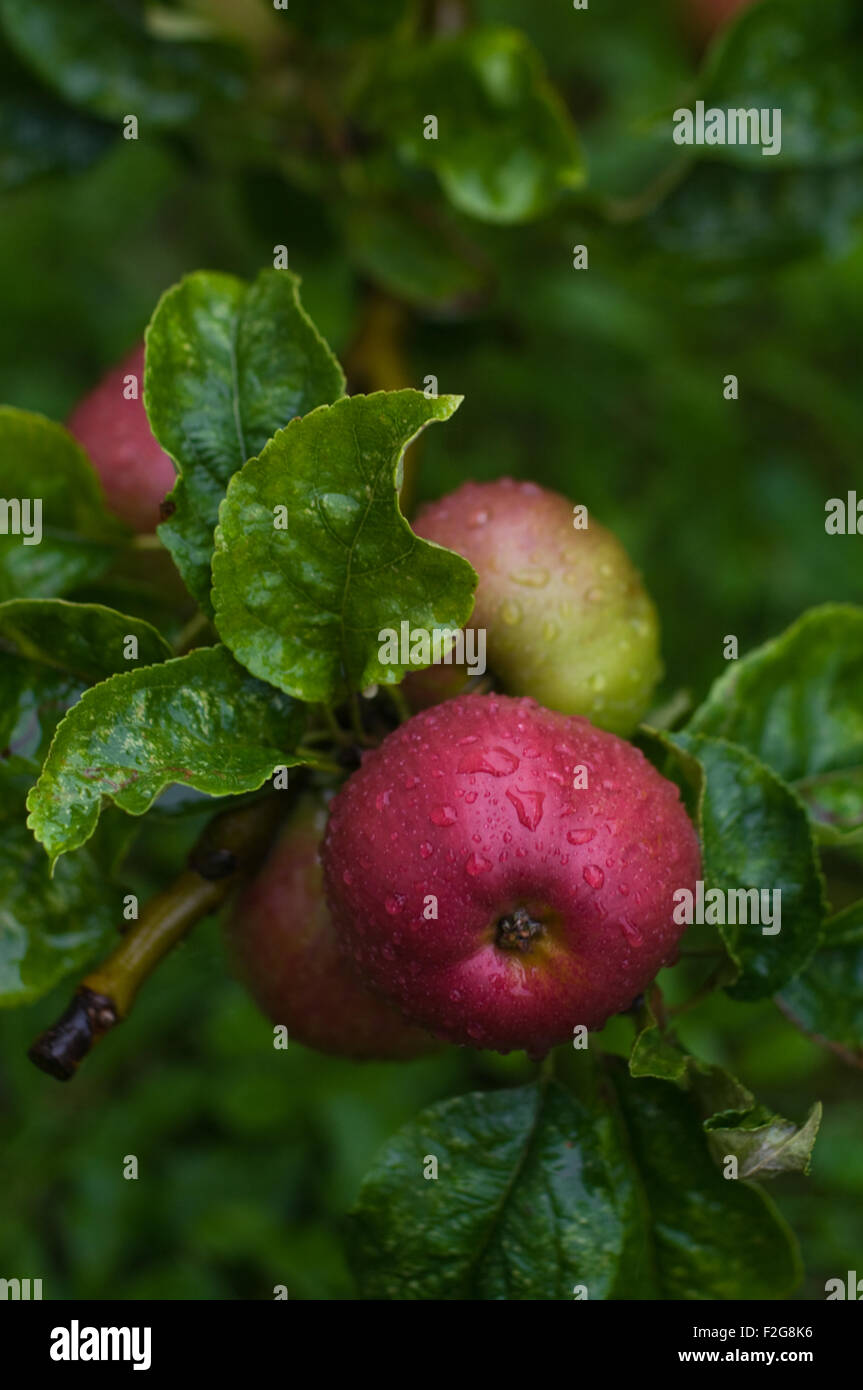 Organic red eating apples on an apple tree wet with water droplets from ...