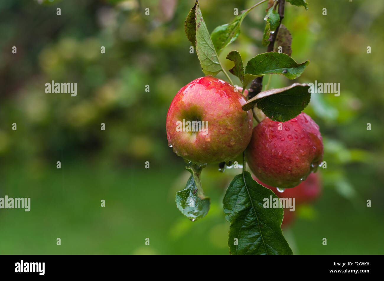 Red apples wet hi-res stock photography and images - Alamy