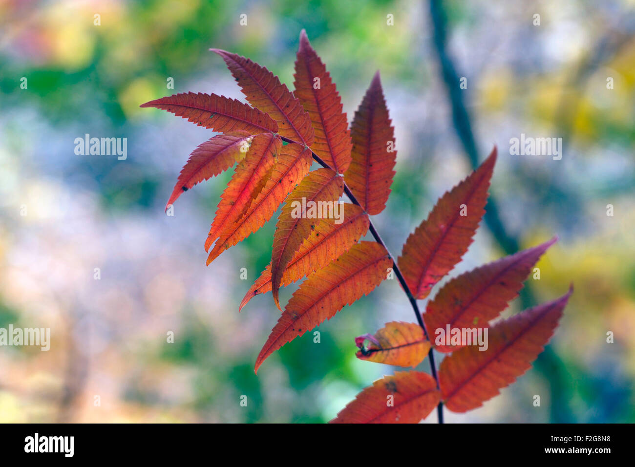 Seasonal red leaves hi-res stock photography and images - Alamy
