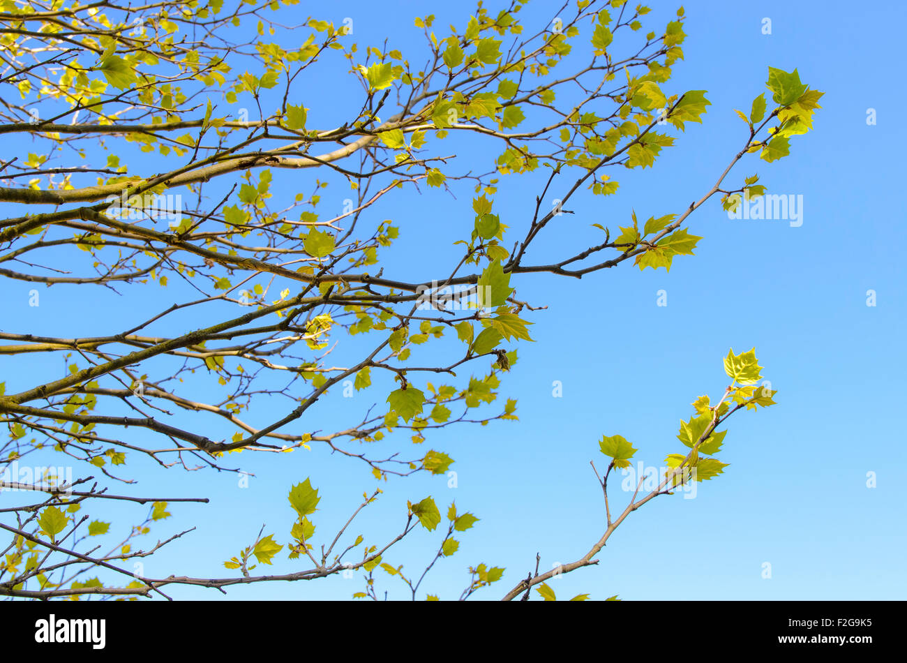 New spring leaves hi-res stock photography and images - Alamy