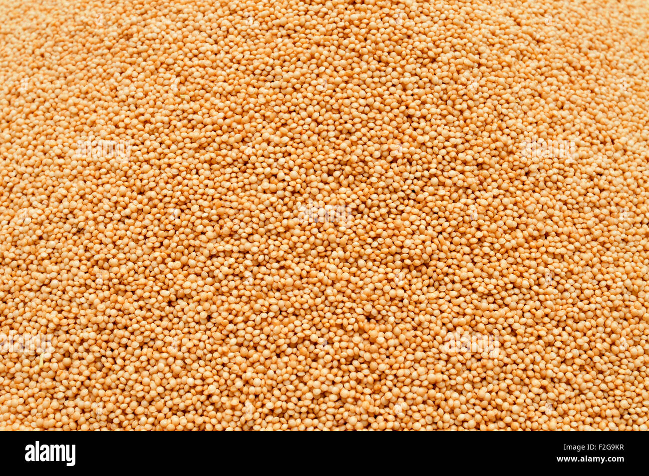 closeup of a pile of amaranth seeds Stock Photo - Alamy