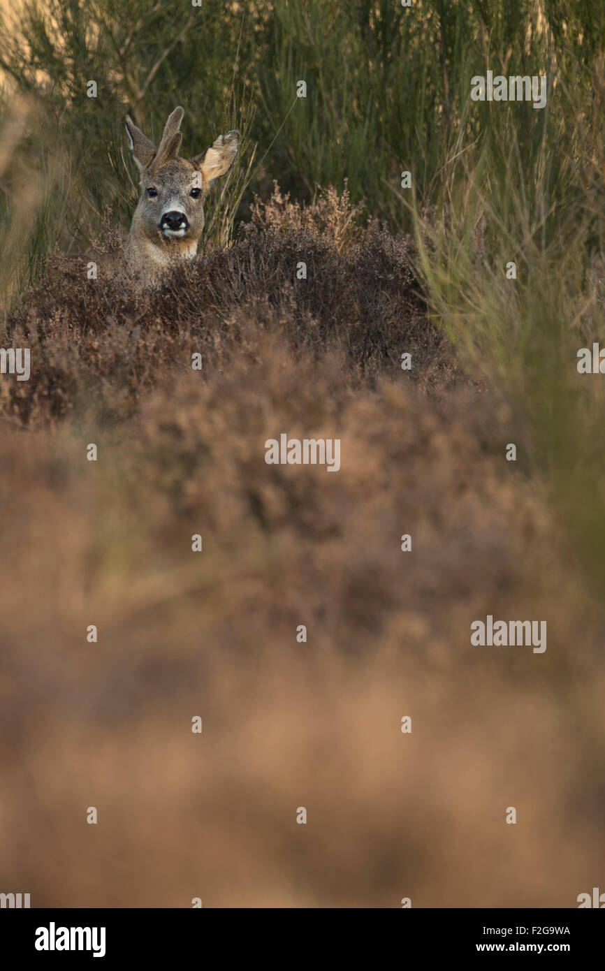 Roe deer / Reh ( Capreolus capreolus ) with abnormal regrowing antlers ...