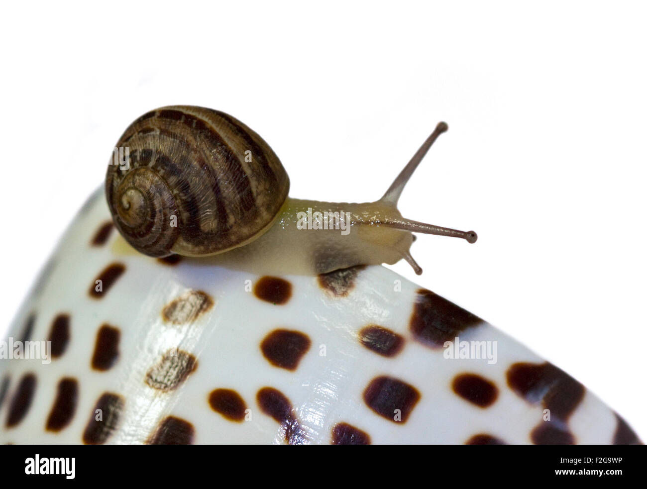 Shell helix aspersa hi-res stock photography and images - Alamy