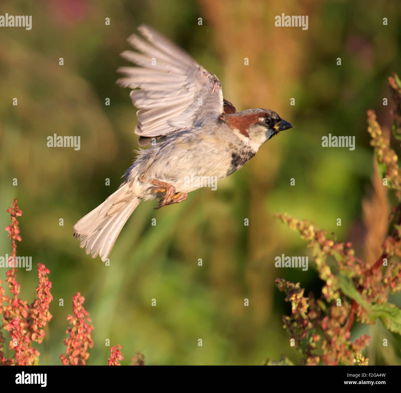 Flying sparrow passer domesticus hi-res stock photography and images ...