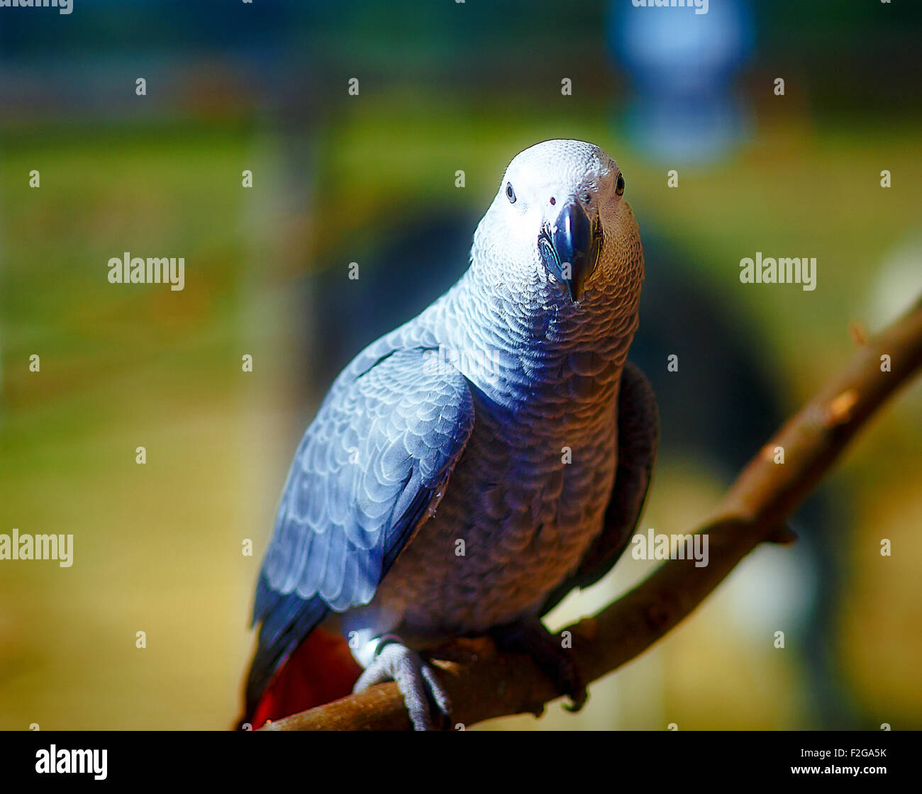 African Grey Parrot on branch and green background Stock Photo - Alamy