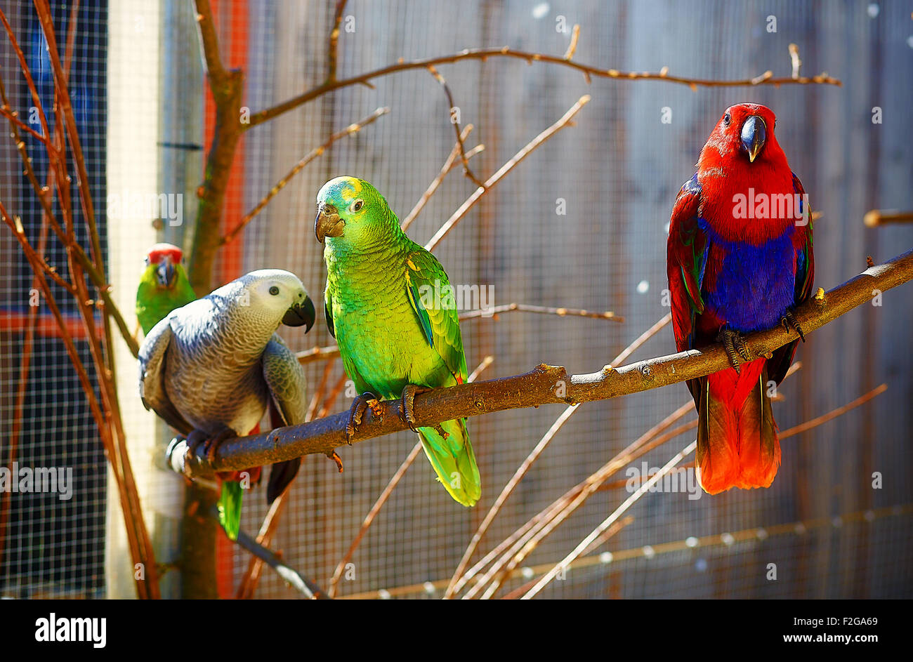 Red, gray and green colored parrots on branch Stock Photo - Alamy