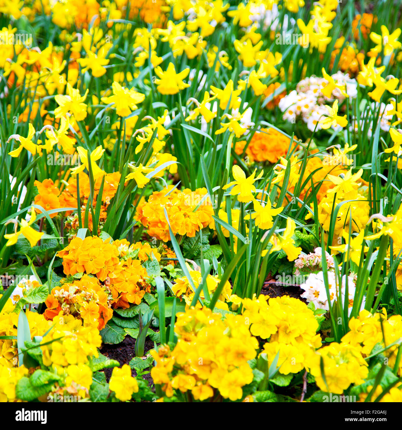 in london yellow flower field nature and spring Stock Photo - Alamy