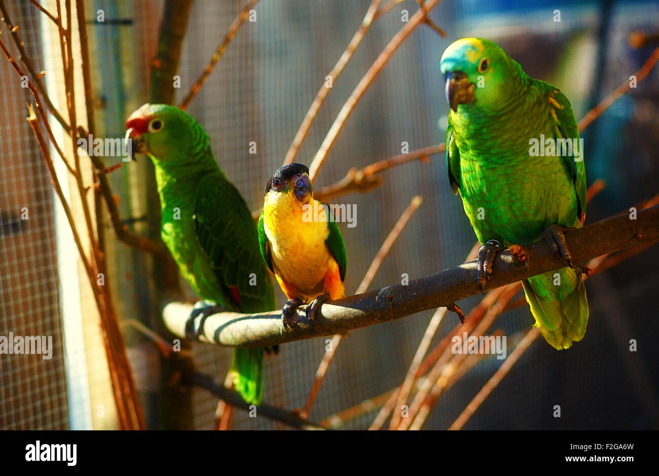 green and yellow colored parrots on branch Stock Photo - Alamy
