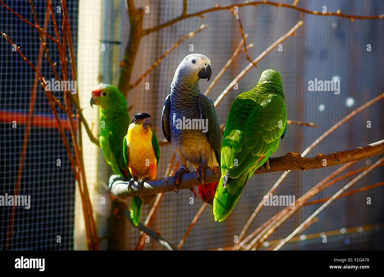 gray and green colored parrots on branch Stock Photo - Alamy
