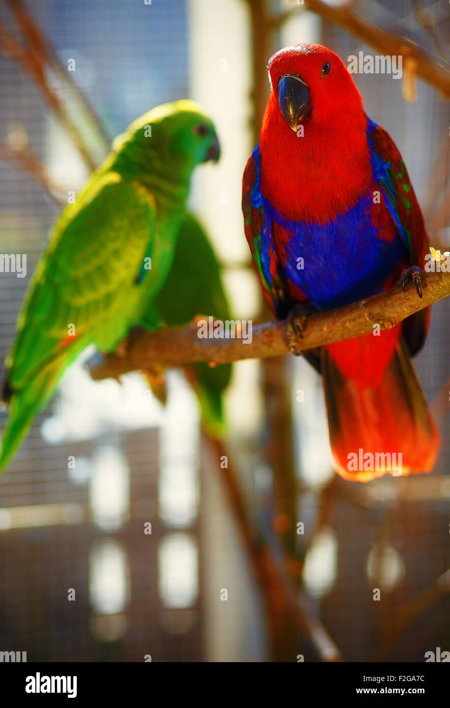 Red and green colored parrots on branch Stock Photo - Alamy