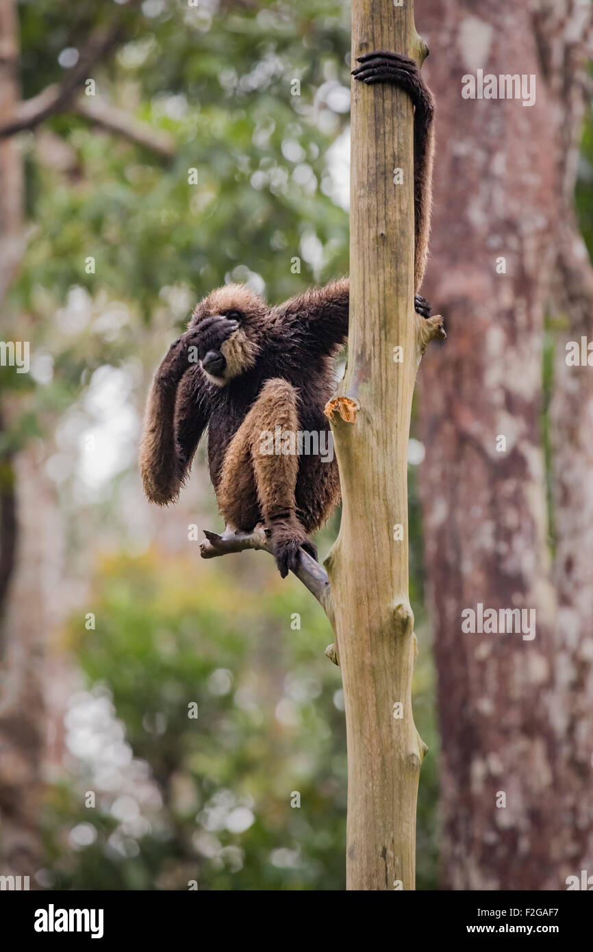 Bornean rain forest hi-res stock photography and images - Alamy