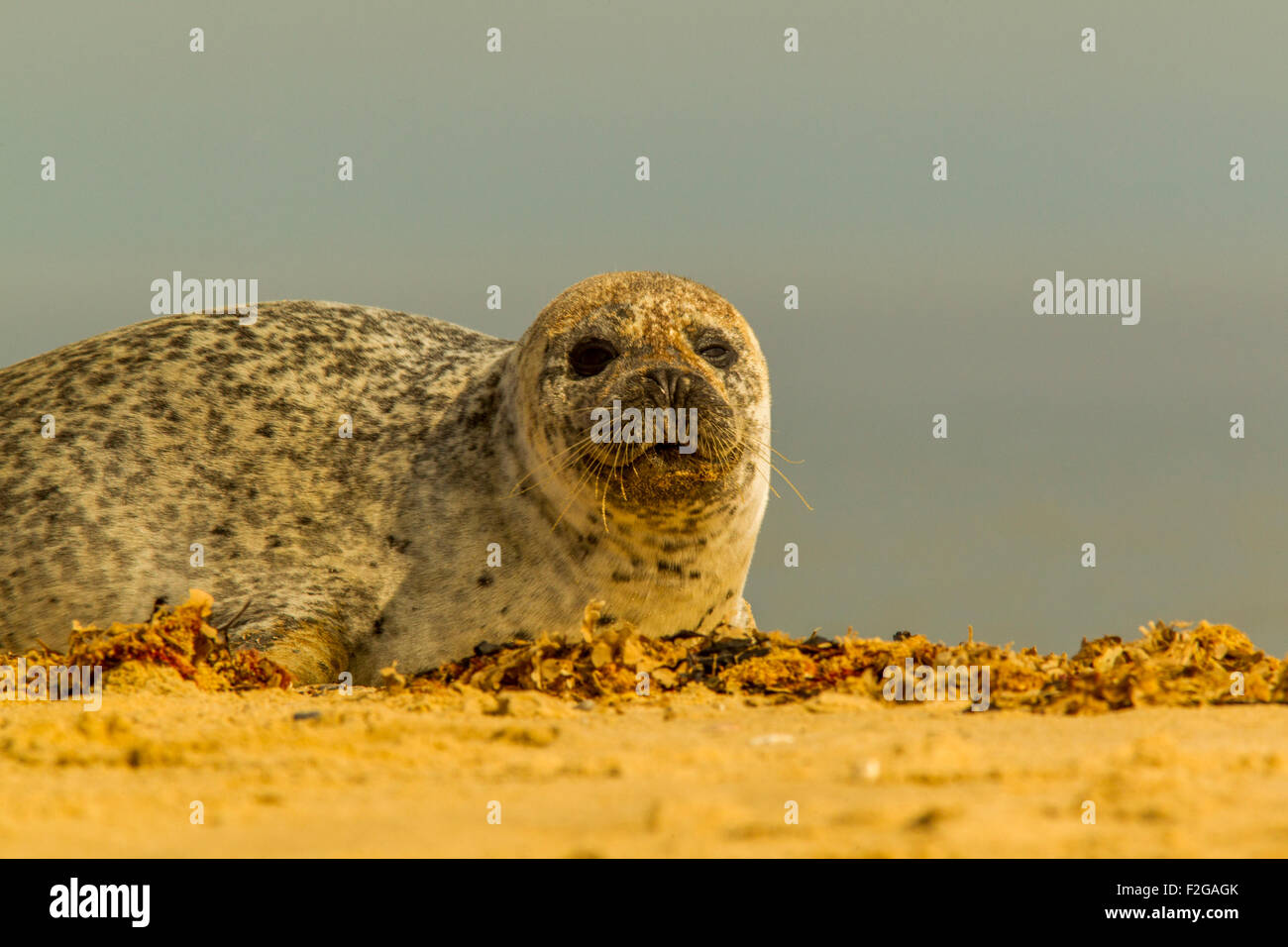 Colonies of seals hi-res stock photography and images - Alamy