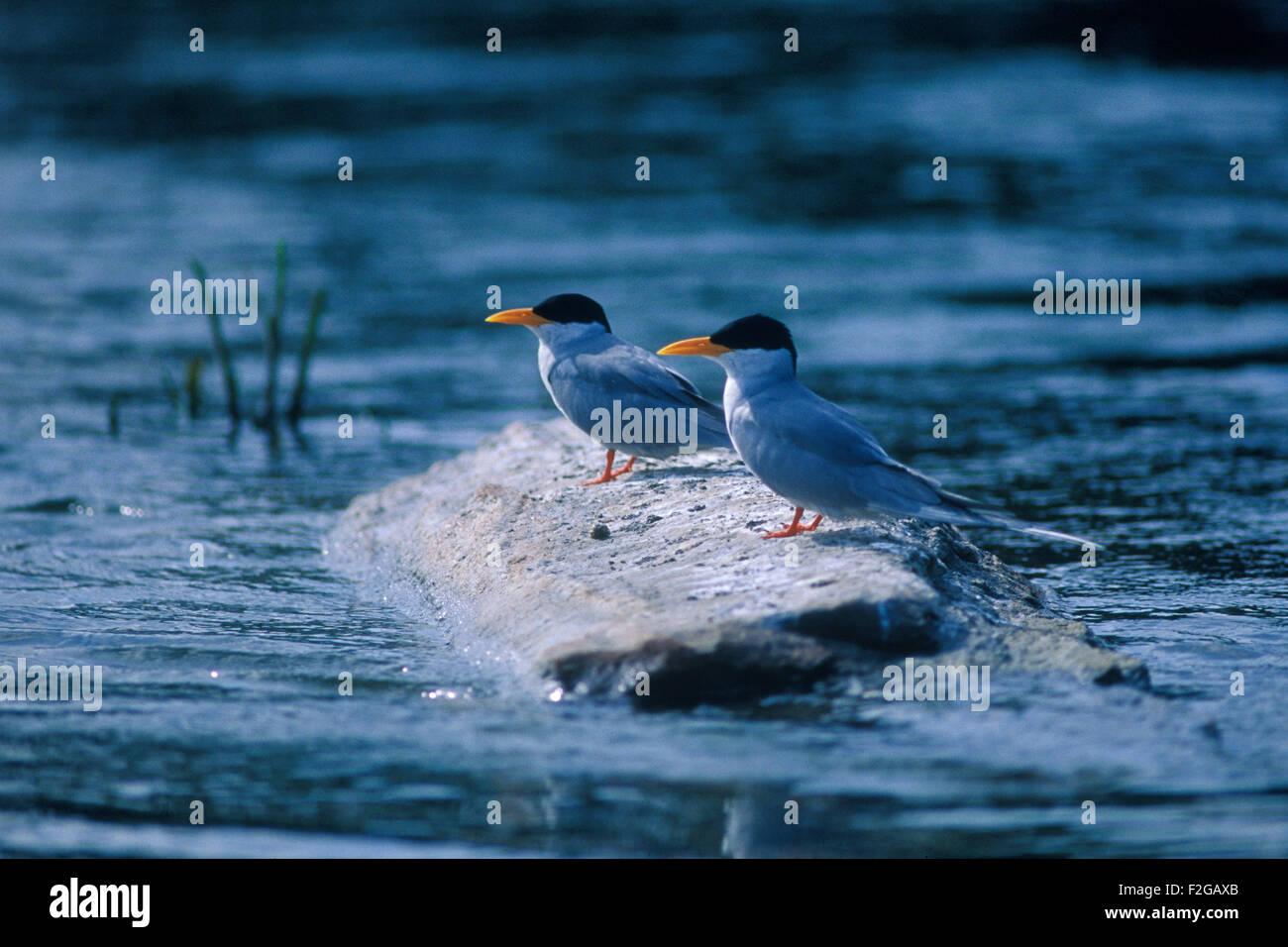 River tern sterna aurantia ranganthitoo bird hi-res stock photography ...