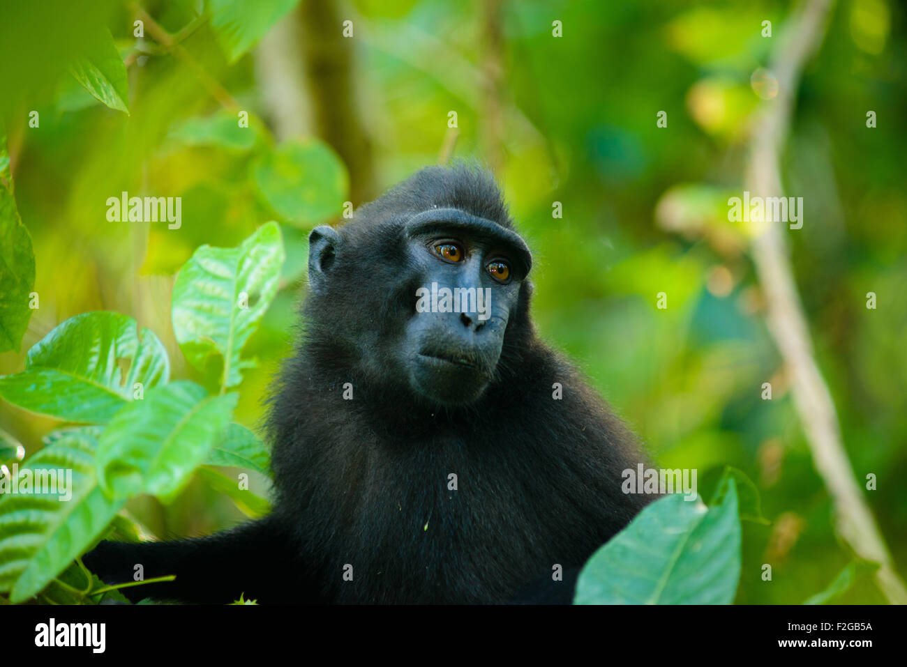 a Single black crested macaque also known as the celebes black macaque ...