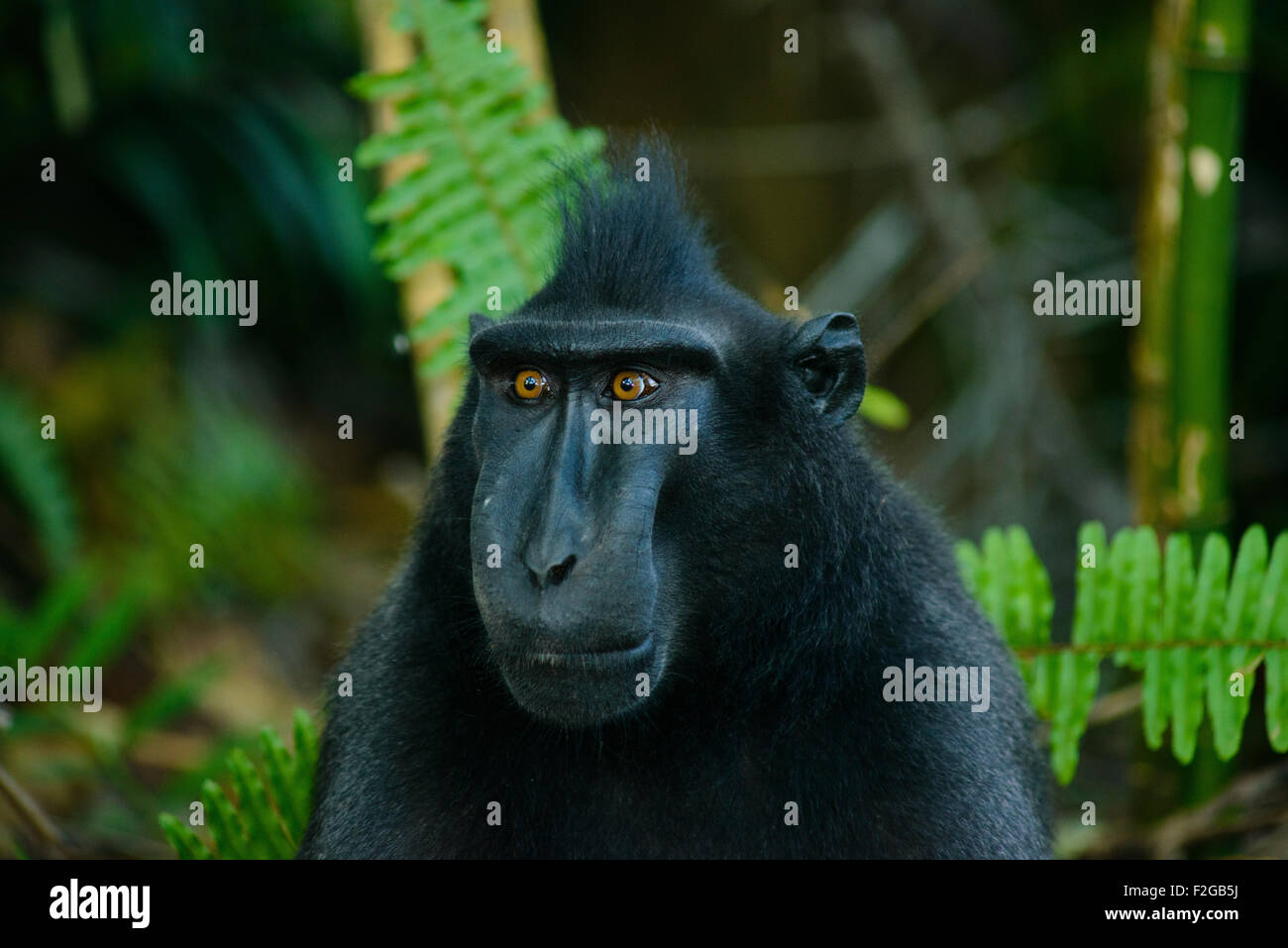 a Single black crested macaque also known as the celebes black macaque ...