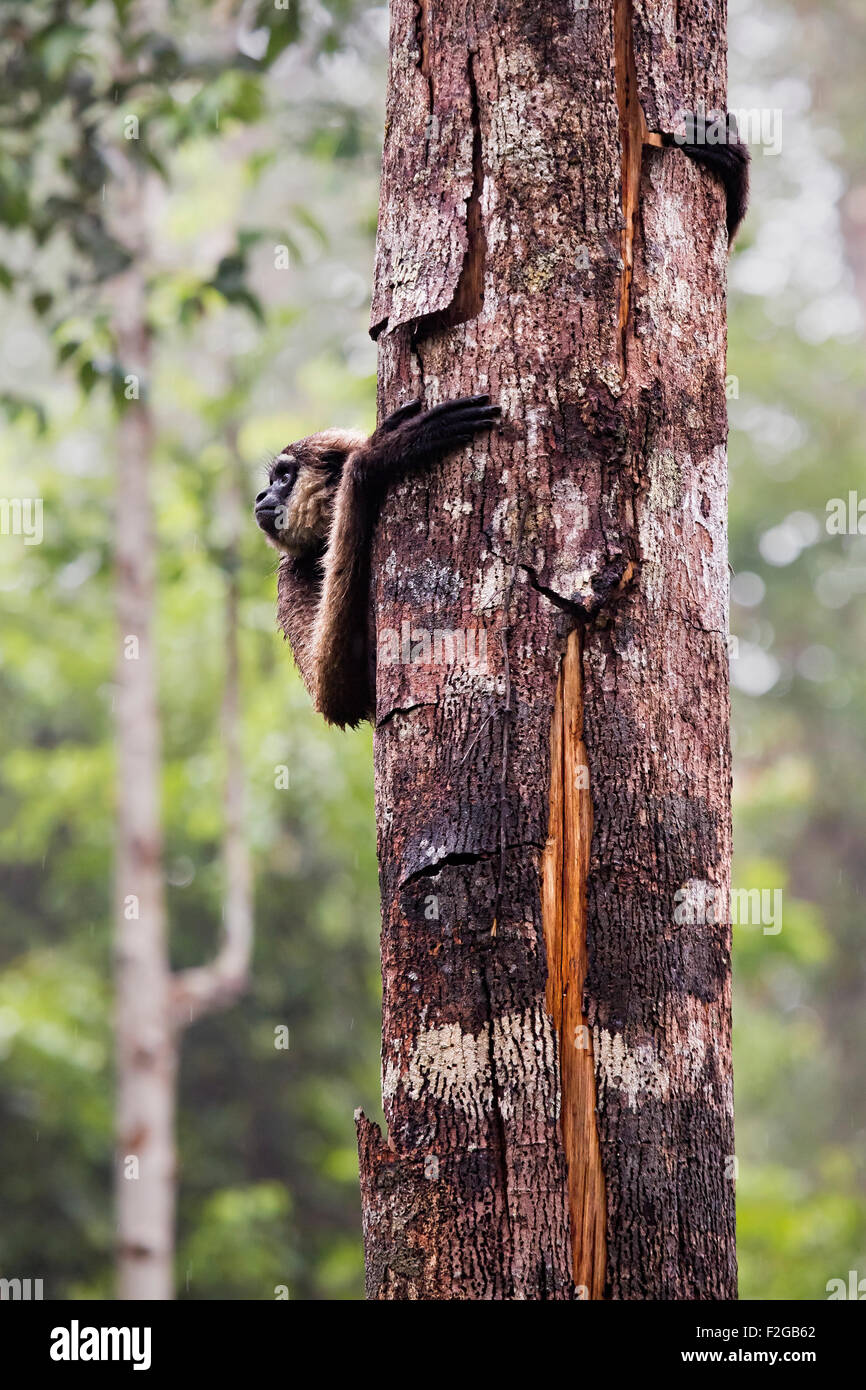 Bornean rain forest hi-res stock photography and images - Alamy
