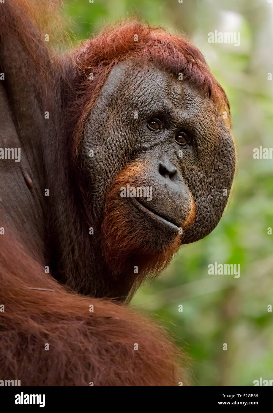 Orangutan Adult Male in Borneo Stock Photo - Alamy