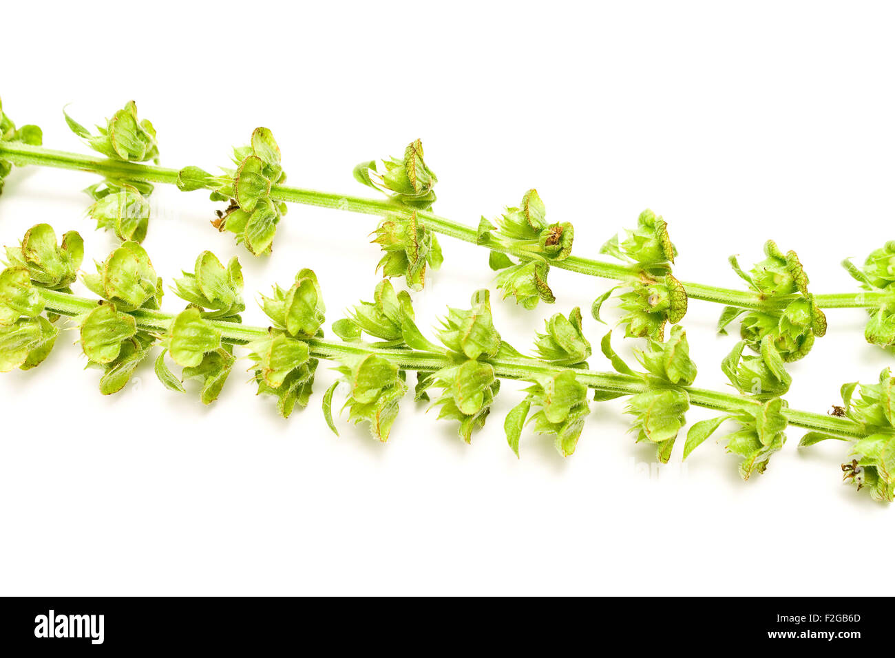 Dried basil isolated on white Stock Photo - Alamy