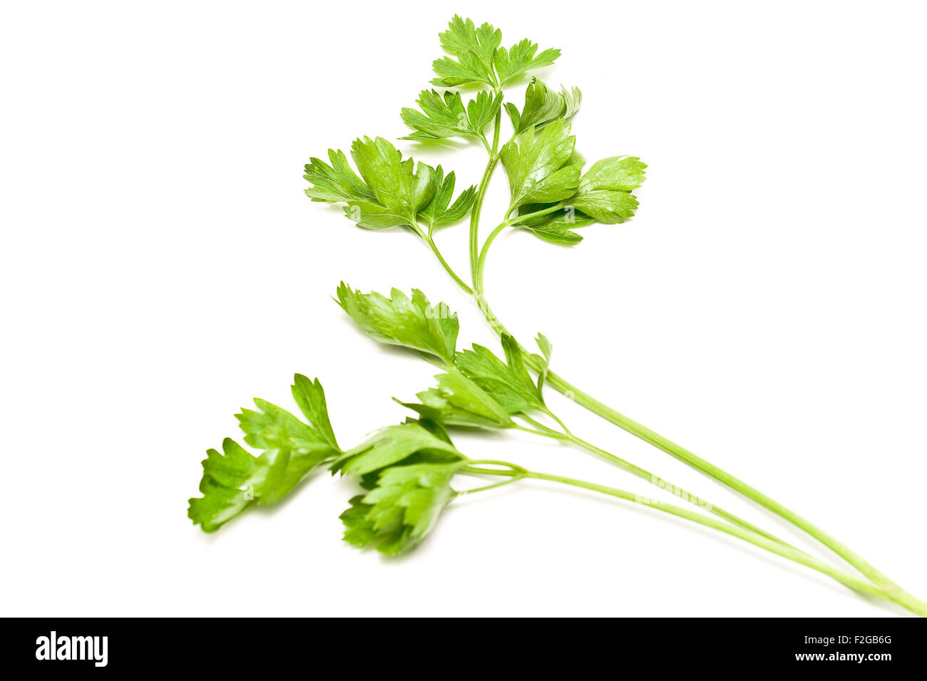 Isolated parsley hi-res stock photography and images - Alamy