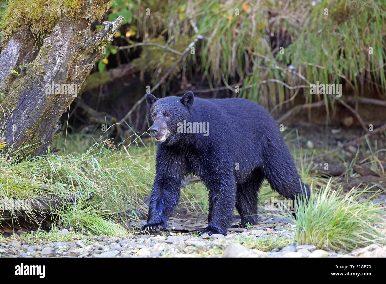 Black Bear in British Columbia Stock Photo - Alamy