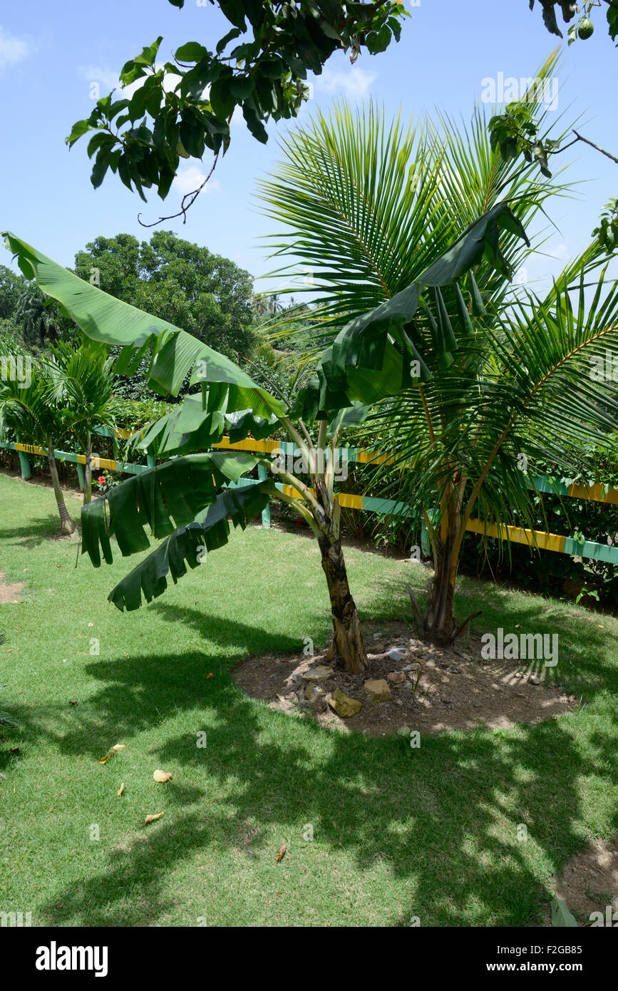 Tropical island trees plants hi-res stock photography and images - Alamy