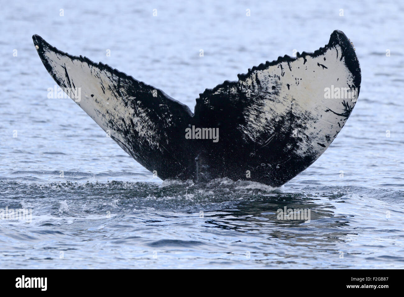 Humpback whale fluke hi-res stock photography and images - Alamy