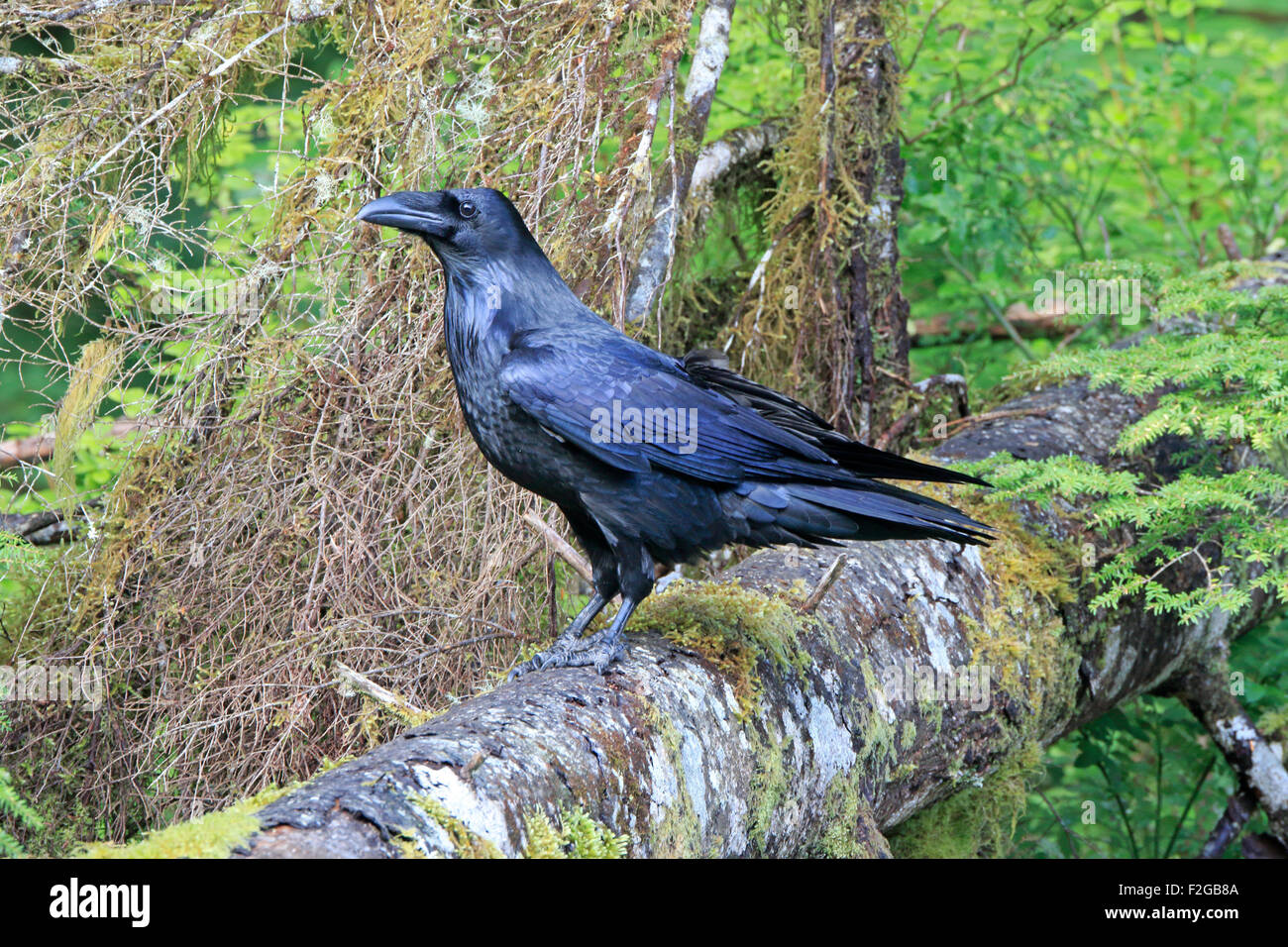 Raven tree hi-res stock photography and images - Alamy