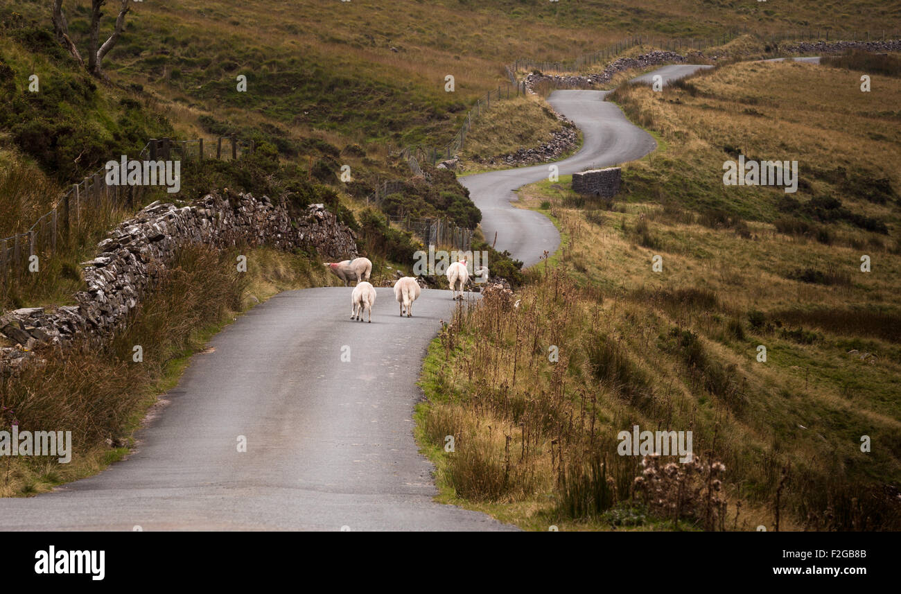 Sheep on a Welsh road in the Brecon Beacons, South Wales Stock Photo ...