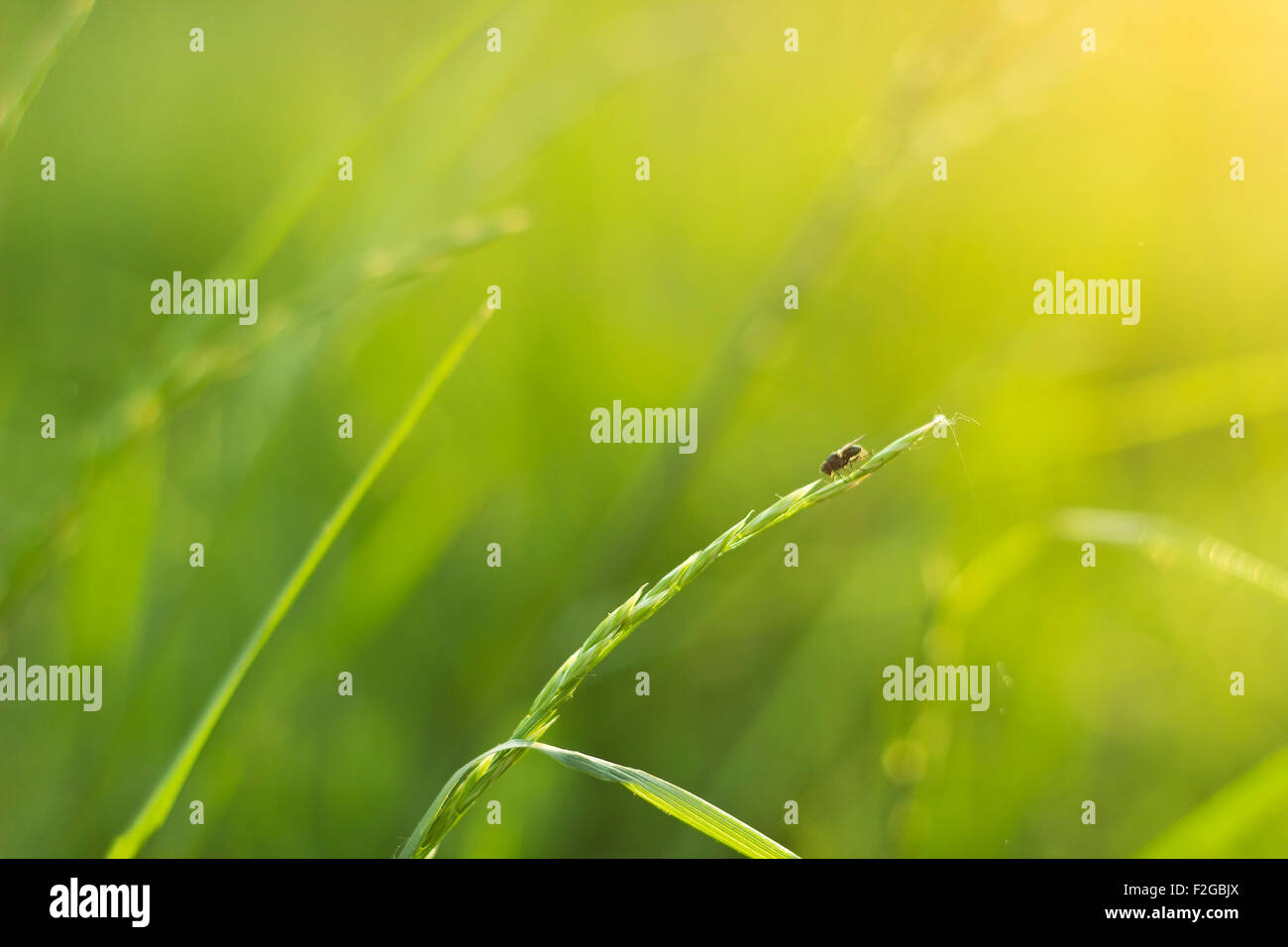 Back to nature background hi-res stock photography and images - Alamy