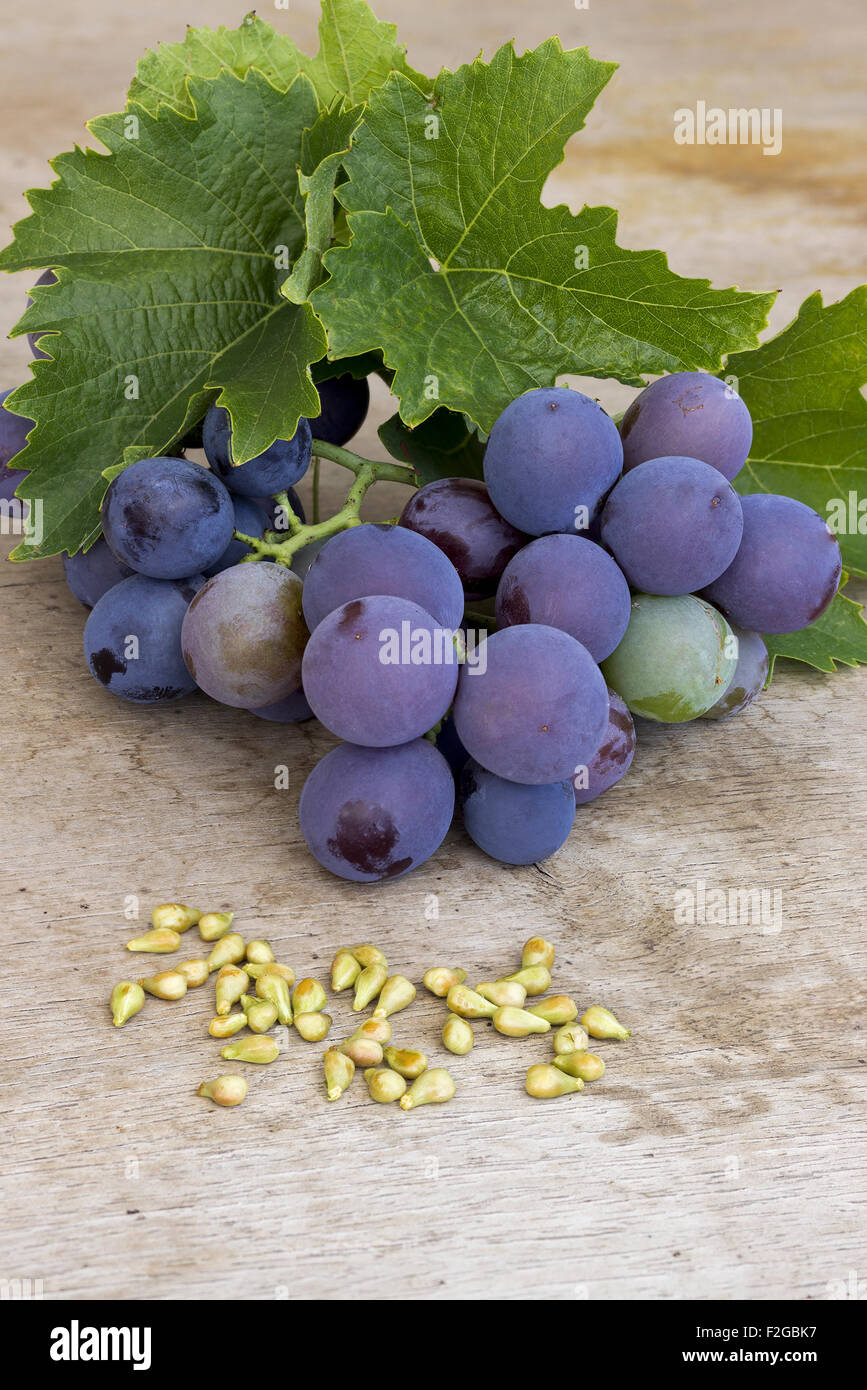 Grape seed hi-res stock photography and images - Alamy