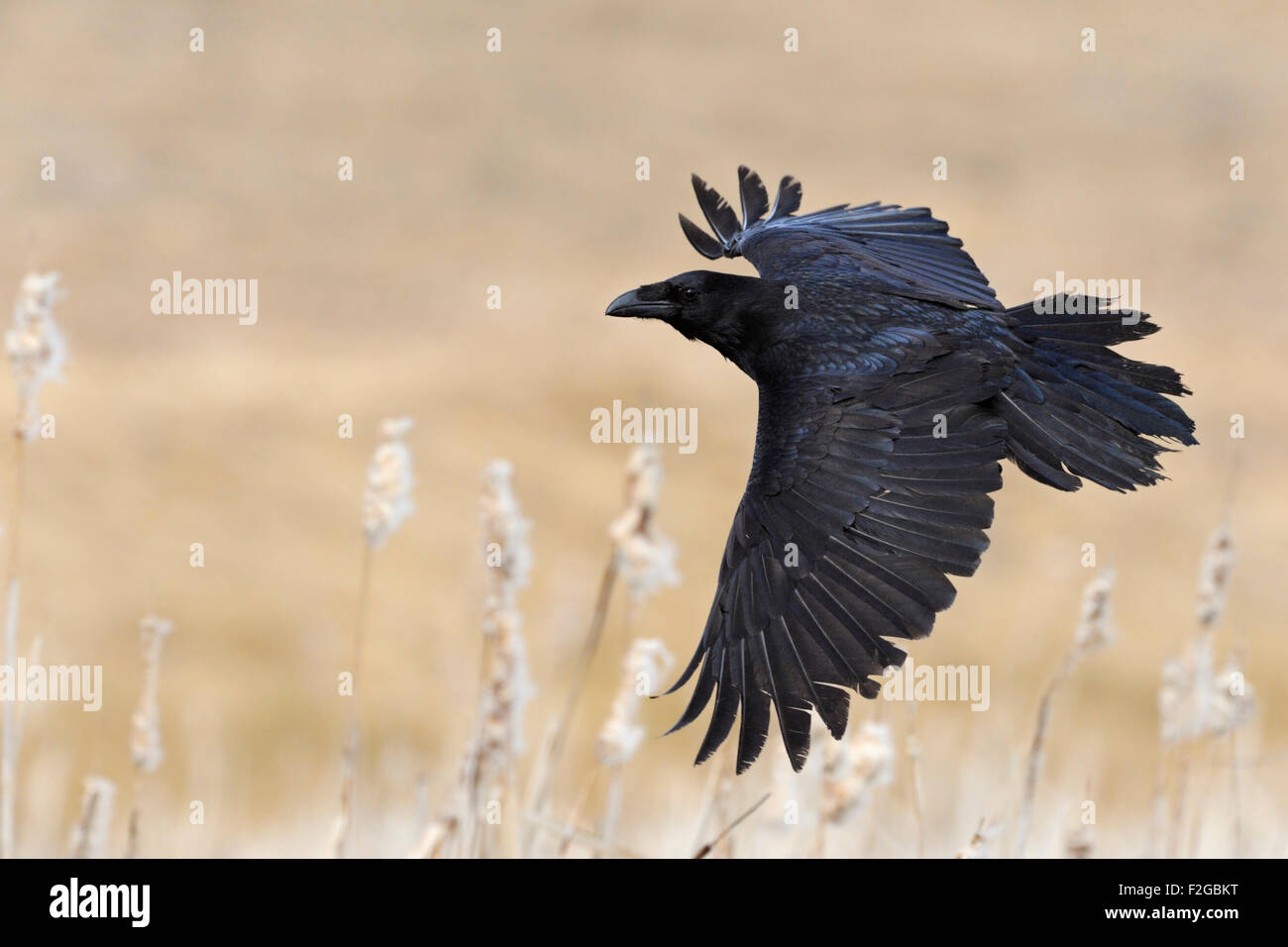 Huge Common Raven / Kolkrabe ( Corvus corax ) in flight, flies over a ...
