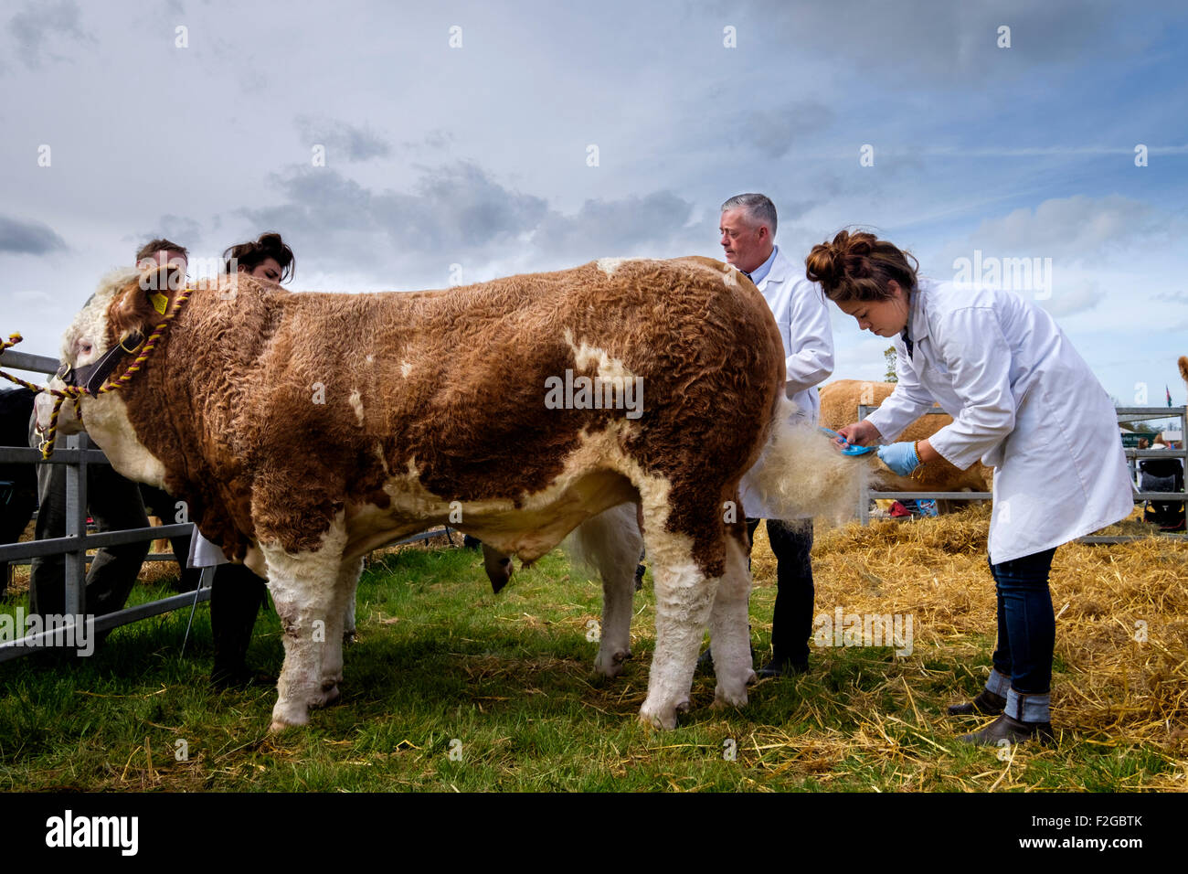 Grooming a Simmental bull for the show ring North Somerset Agricultural ...