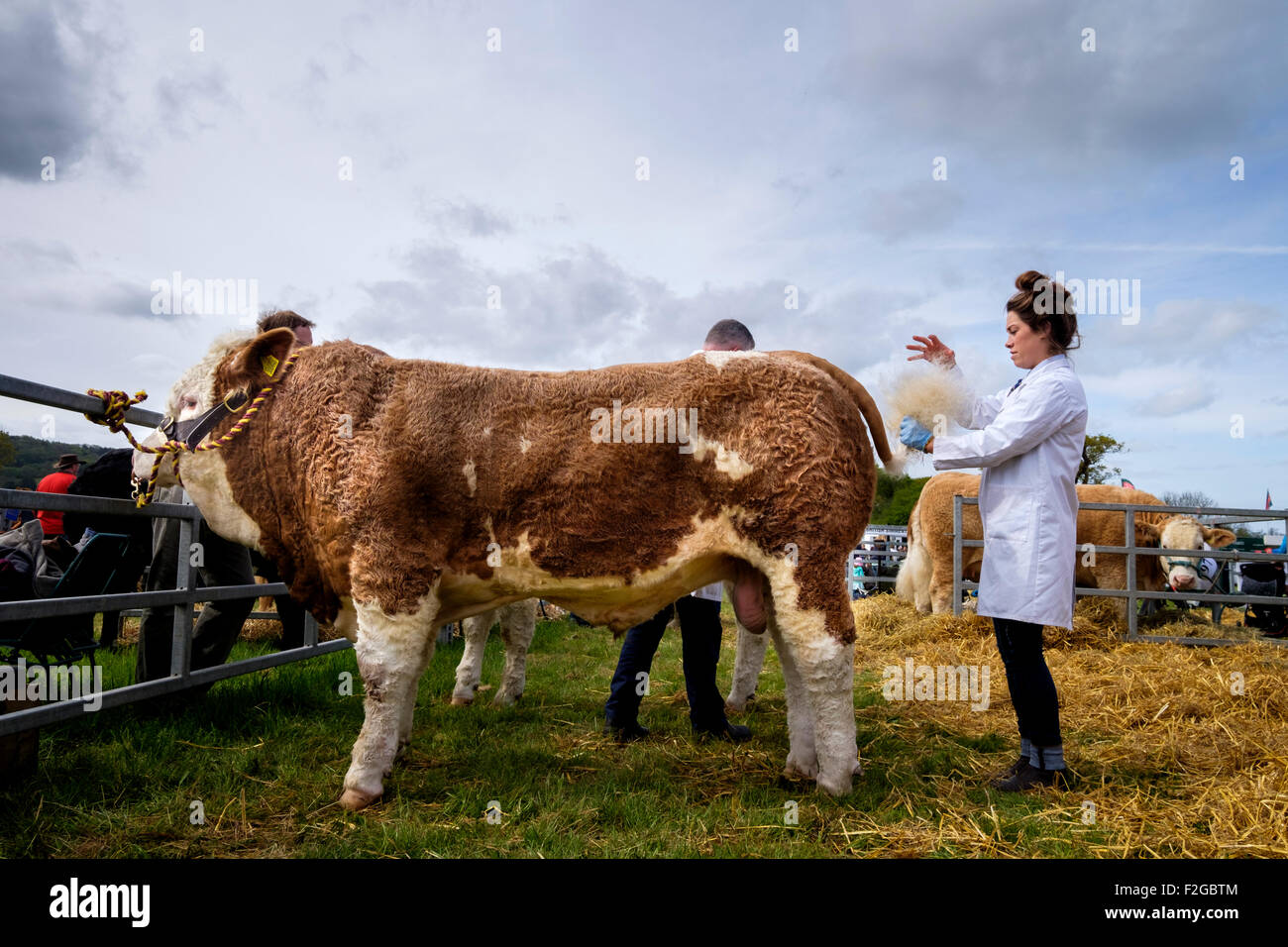 Simmental Show Bull