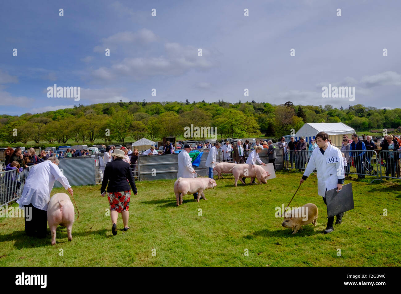 Judging Pigs High Resolution Stock Photography and Images - Alamy