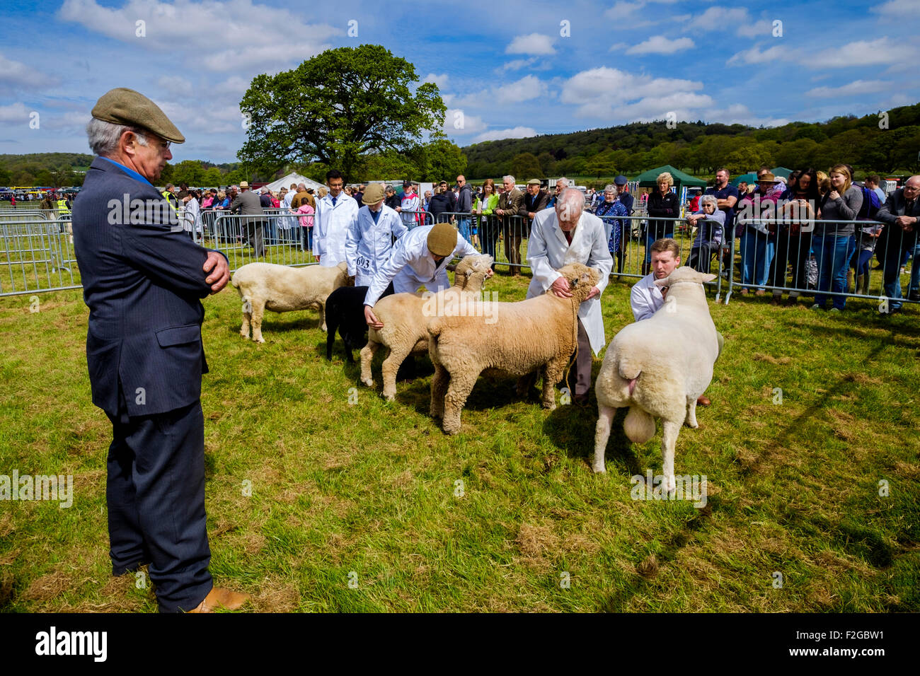 Judging rams sheep at the North Somerset Agricultural Show Stock Photo ...