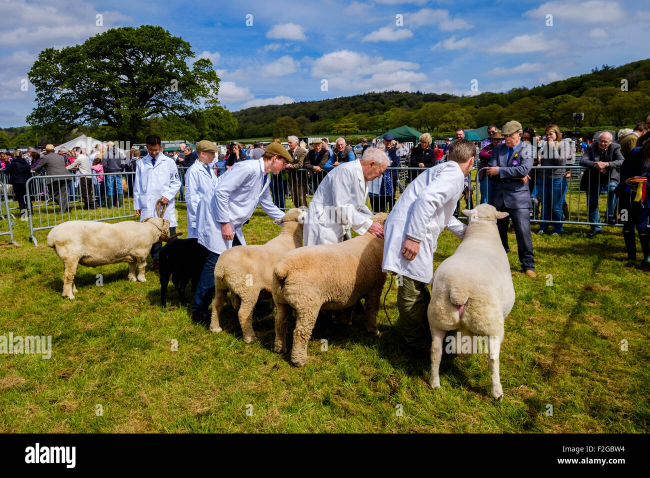 Judging rams sheep at the North Somerset Agricultural Show Stock Photo ...
