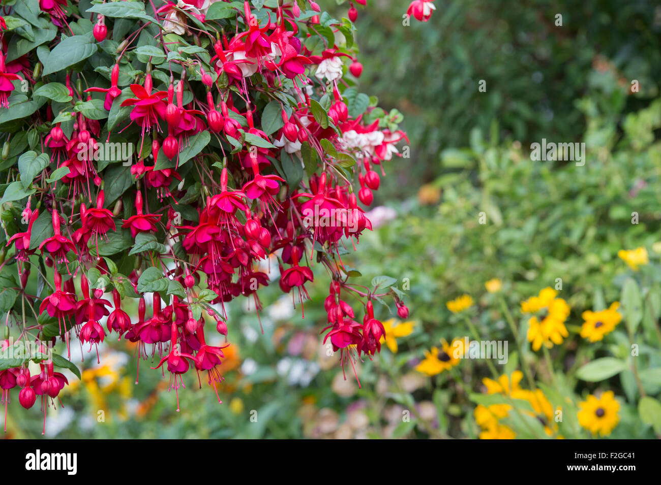 Marinka fuchsia hi-res stock photography and images - Alamy