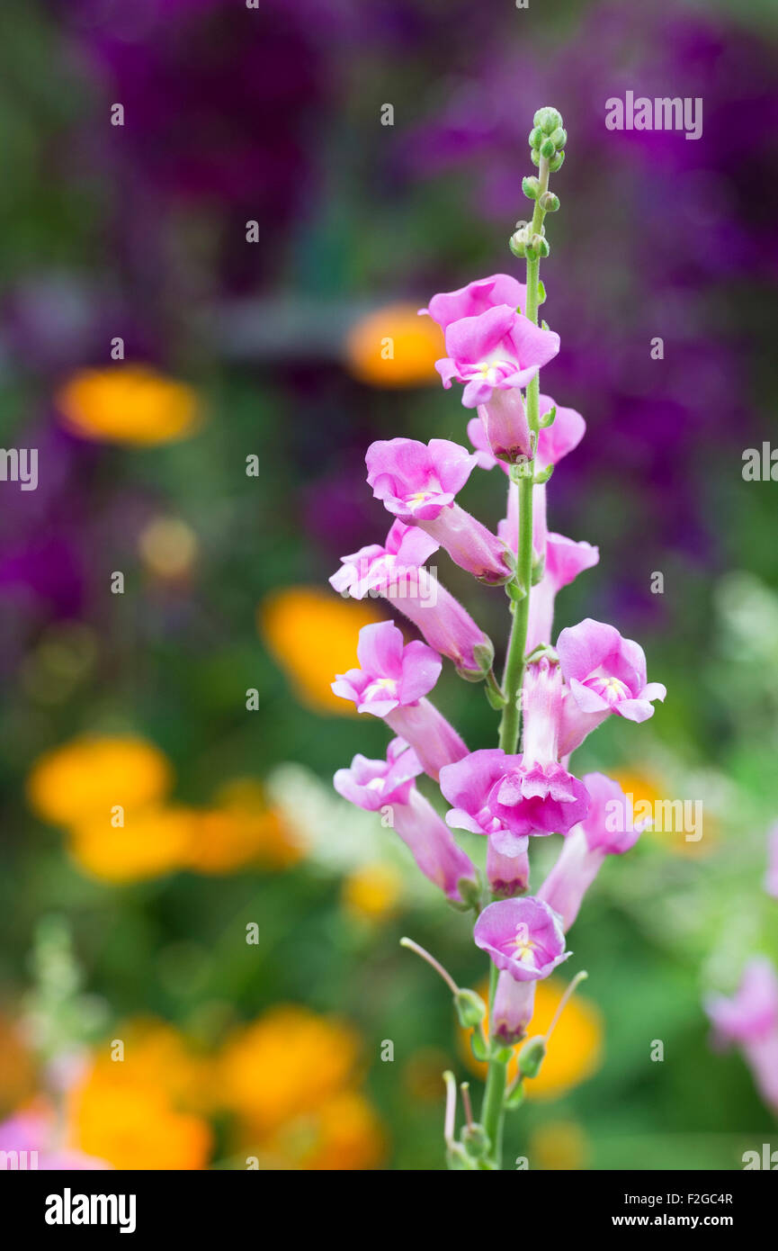 Antirrhinum snapdragons hi-res stock photography and images - Alamy