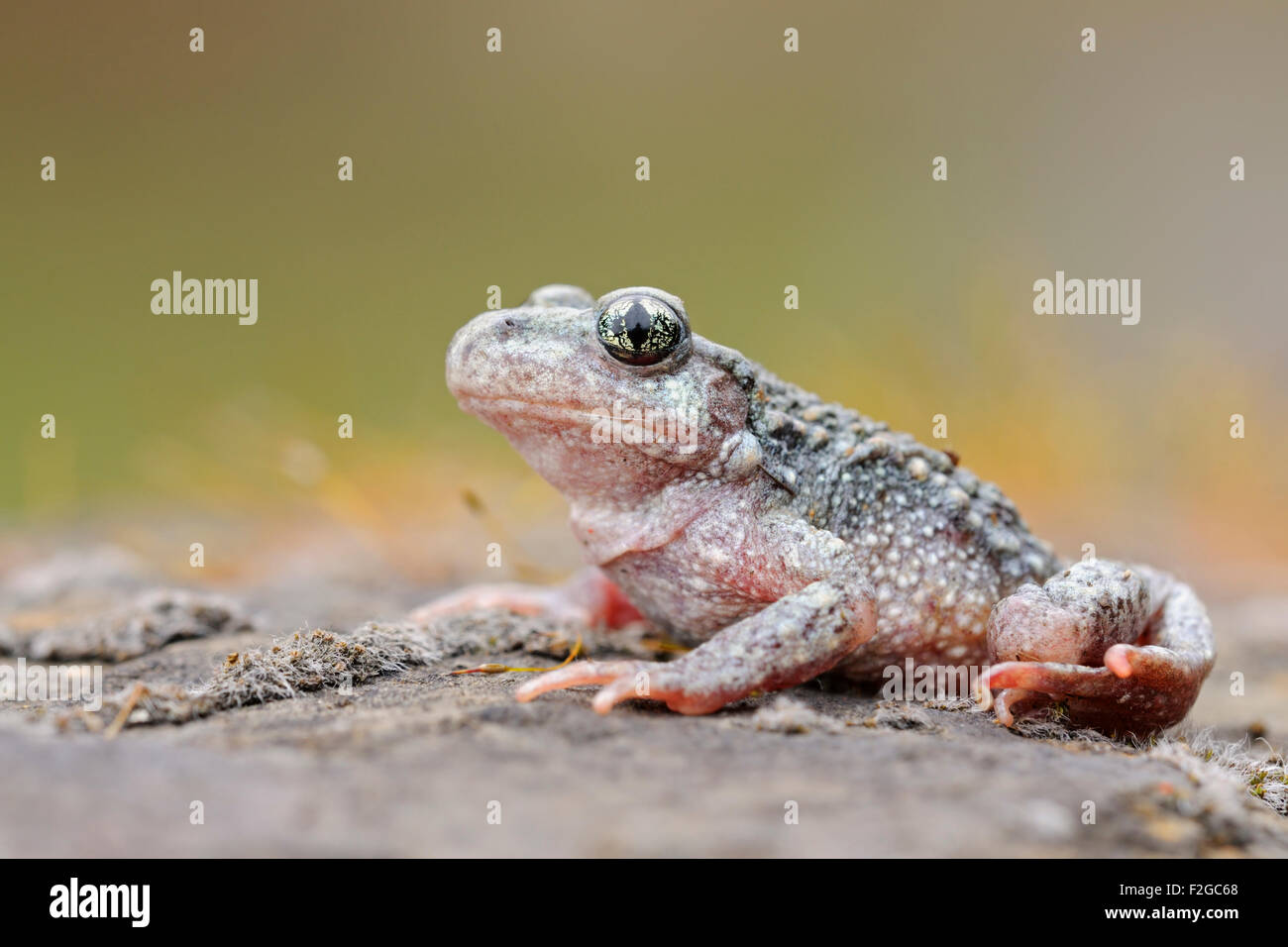 Portrait of a Common midwife toad / Geburtshelferkroete ( Alytes ...