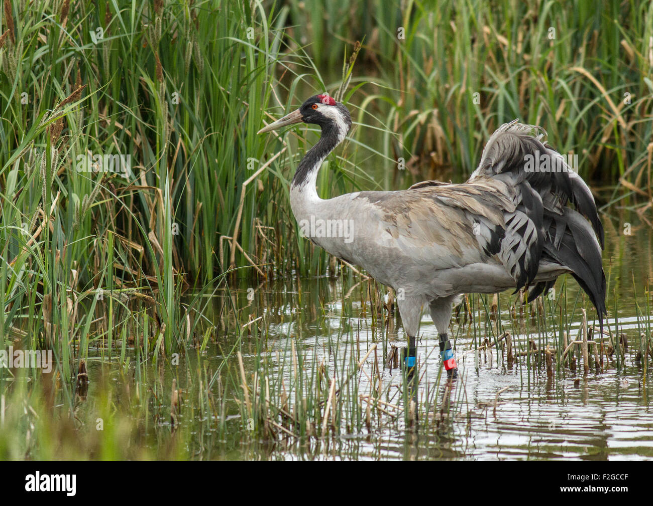 Great crane project hi-res stock photography and images - Alamy