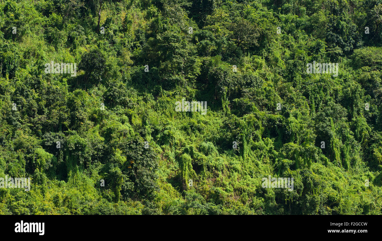 Rain forest in the Western Rakhine State of Myanmar Stock Photo - Alamy