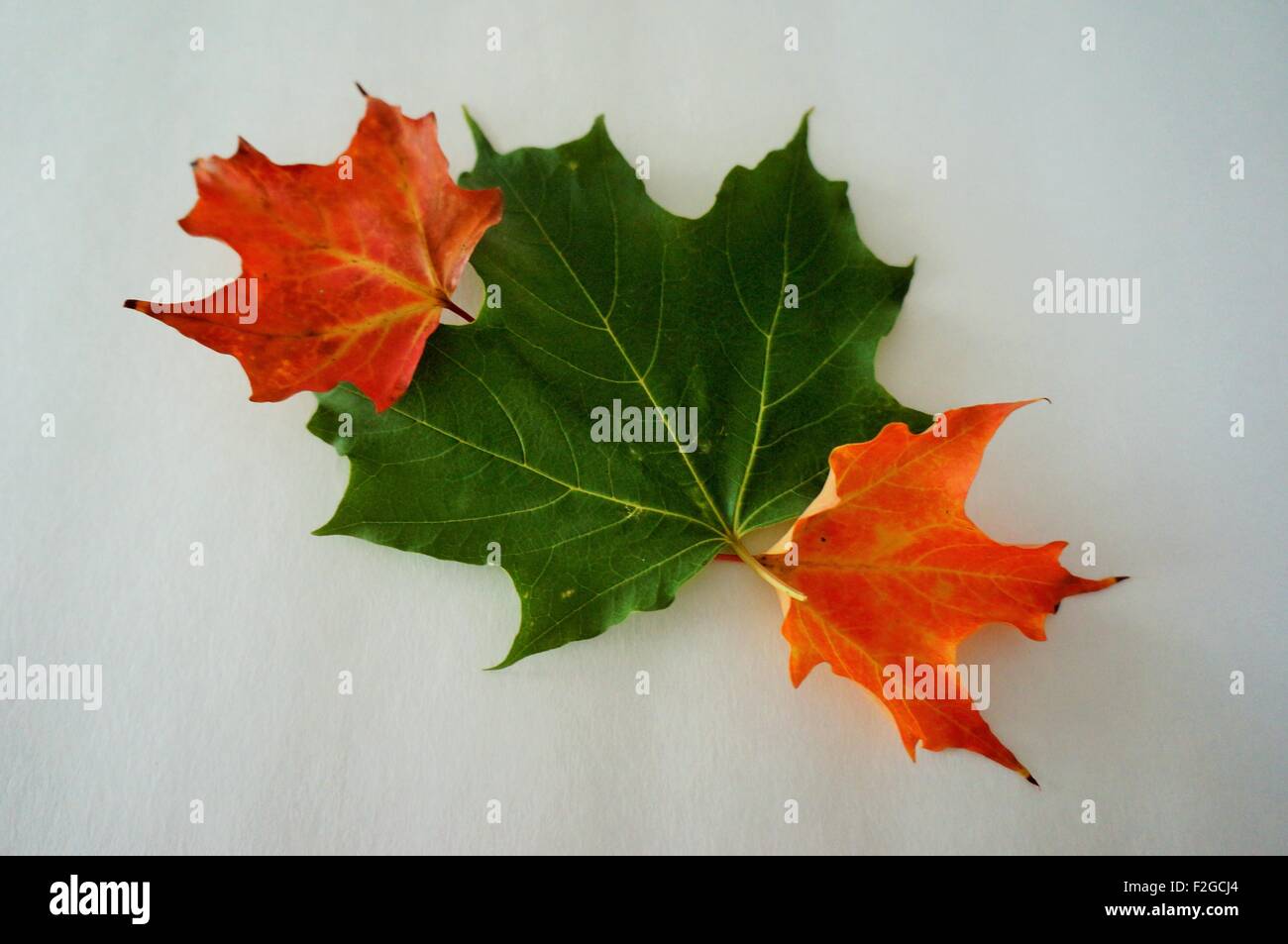 Changing color of leaves hi-res stock photography and images - Alamy