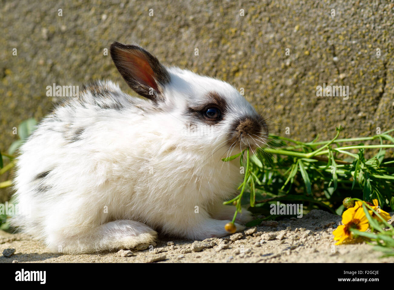 Cute and little rabbit sitting on stone and eating grass Stock Photo ...
