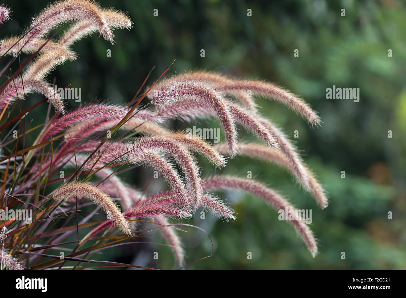 Pennisetum Purple Fountain Grass Stock Photos & Pennisetum Purple ...