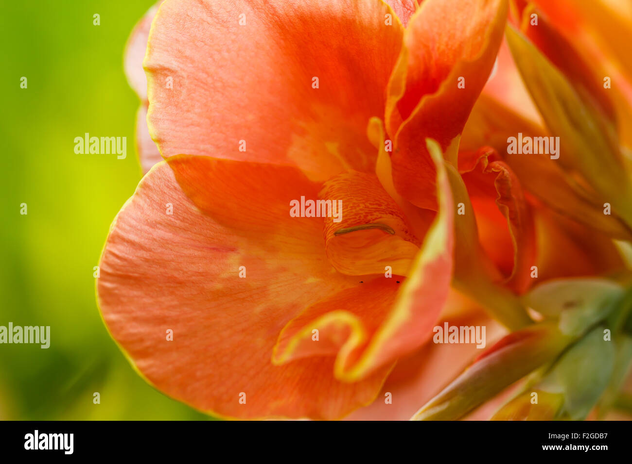 Canna farm canna field hi-res stock photography and images - Alamy