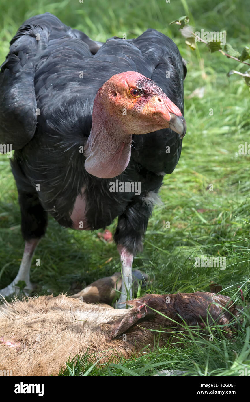 California condors hi-res stock photography and images - Alamy